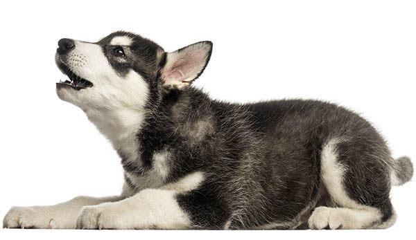 5 motivos por los que los perros aúllan